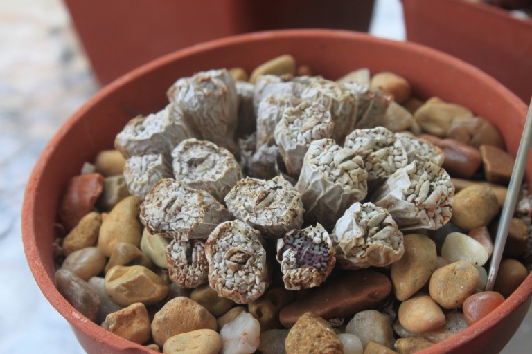 Growing Button Plants - Laidback Gardener