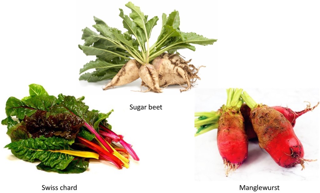 2018: The Year of the Beet - Laidback Gardener