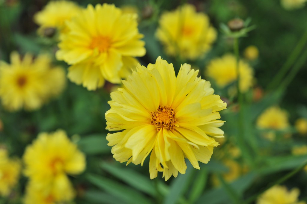 2018: The Year of the Coreopsis - Laidback Gardener