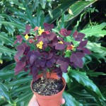 Plants with Weird Leaves: Leaves That Move - Laidback Gardener