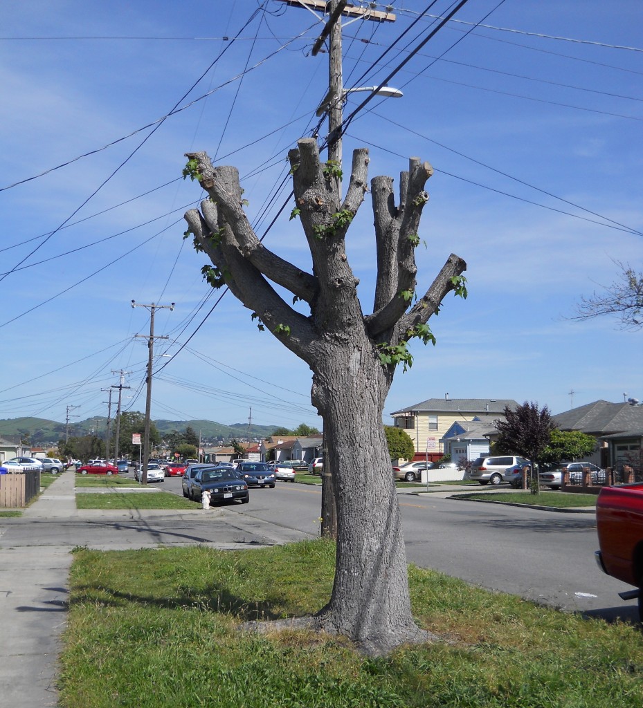 How to Avoid Power Line Pruning Eyesores - Laidback Gardener