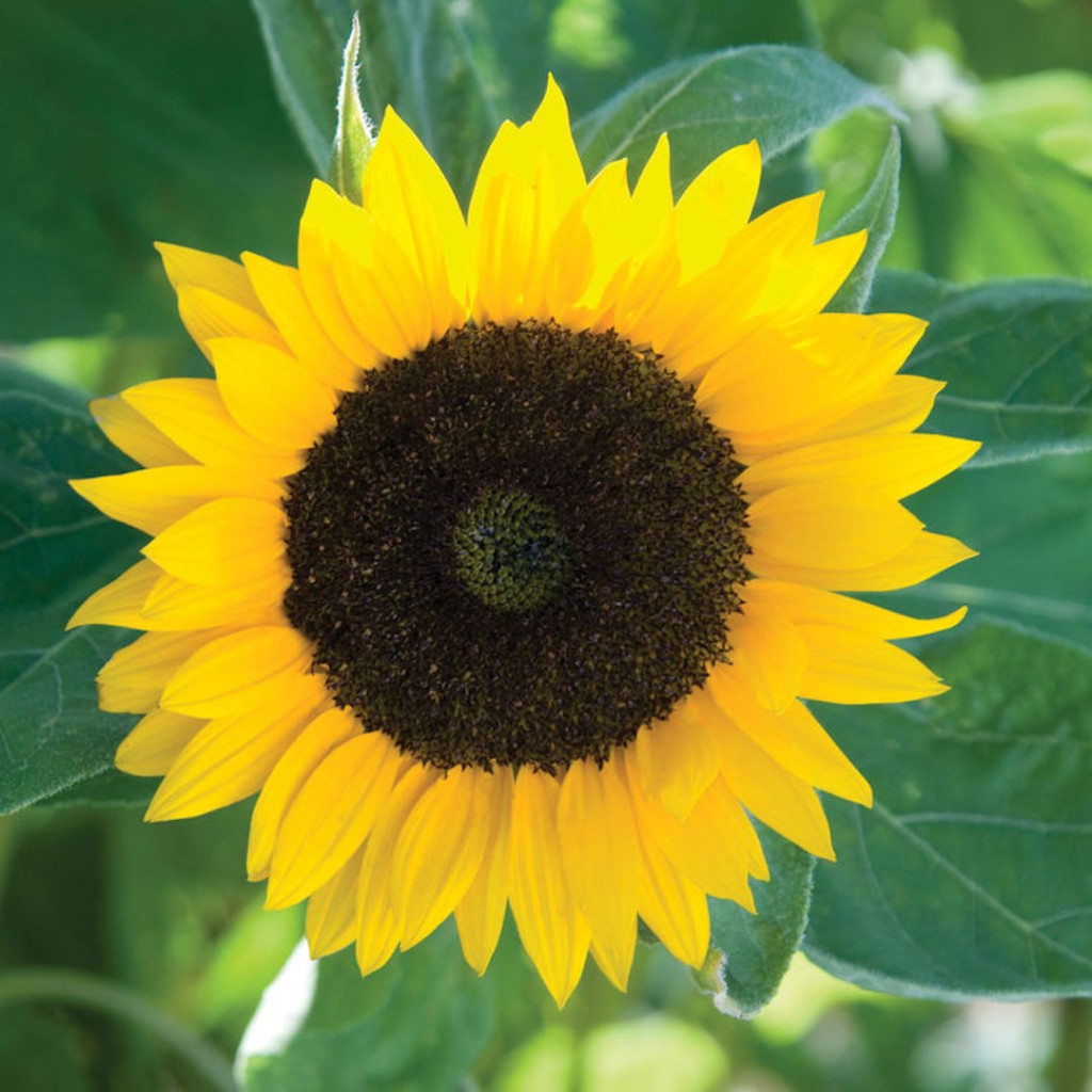 Why All the Buzz About Pollenless Sunflowers? - Laidback Gardener