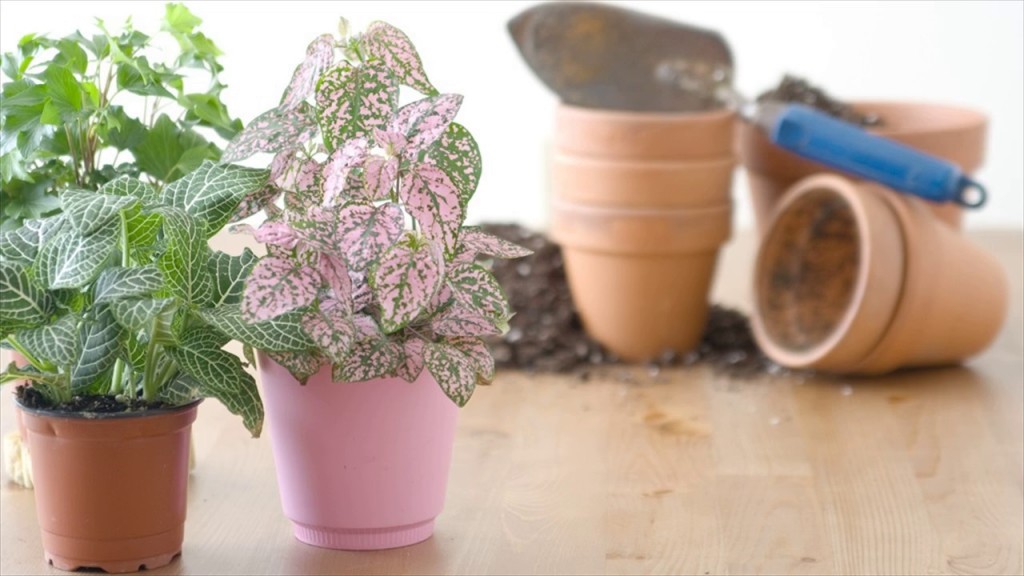 How to Remove a Pot With Minimal Root Damage - Laidback Gardener