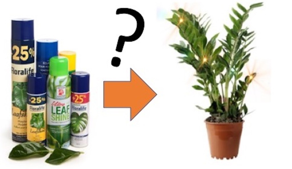 Do You Really Need Leaf Shine Products? - Laidback Gardener