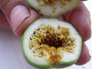 Figs: Possibly Nature’s Strangest Fruit - Laidback Gardener