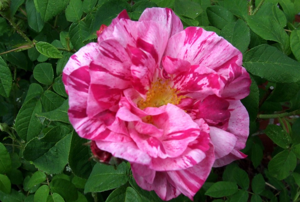 Rose Classification Simplified - Laidback Gardener