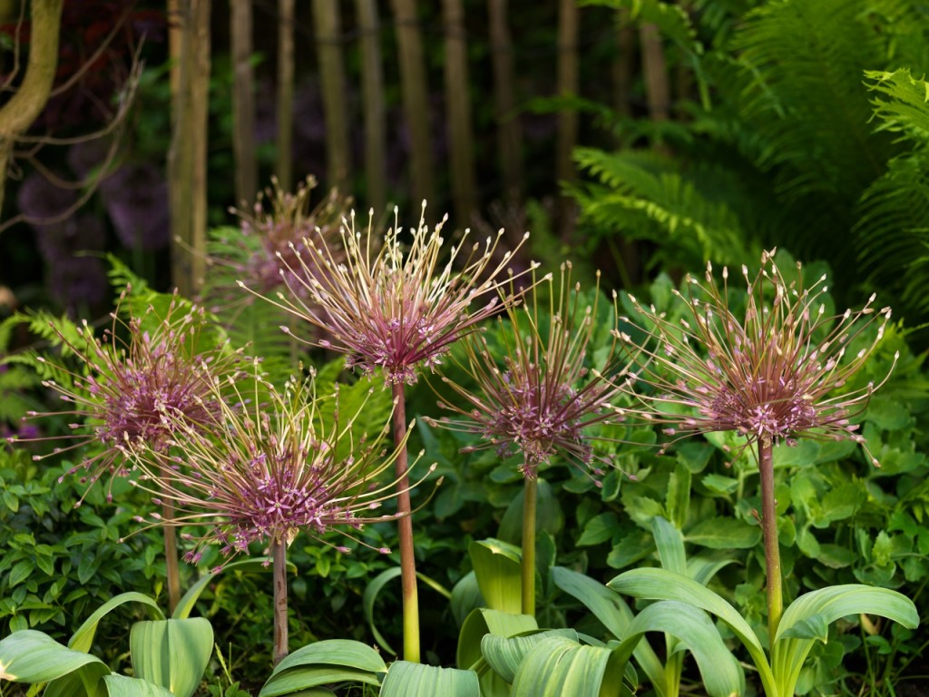 When Tumbleweeds Take Over - Laidback Gardener