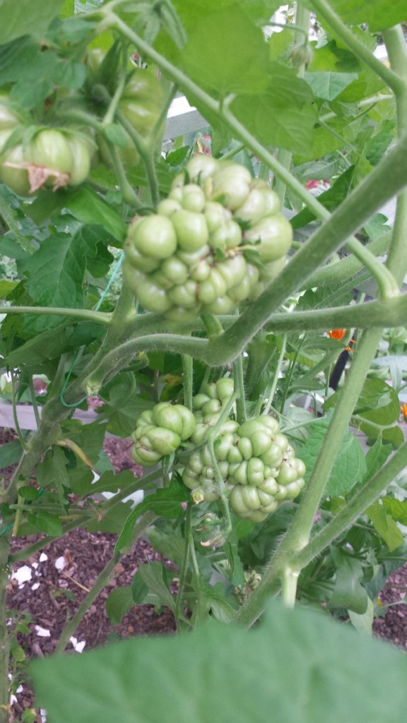 The World’s Weirdest Tomato? - Laidback Gardener