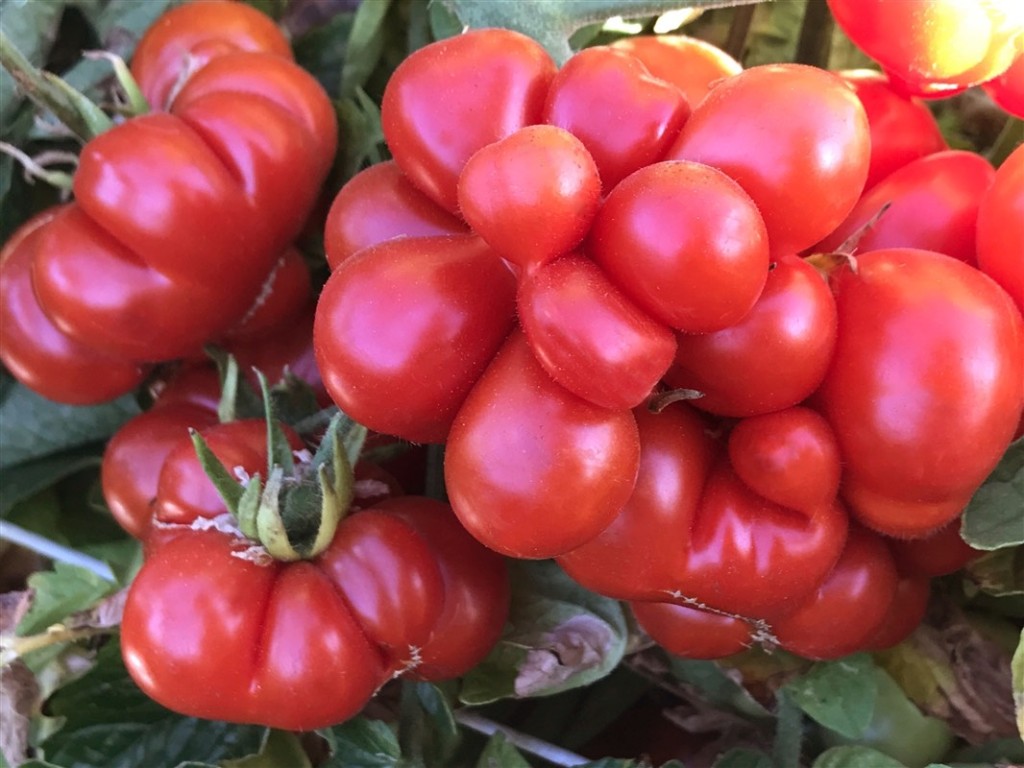 The World’s Weirdest Tomato? - Laidback Gardener