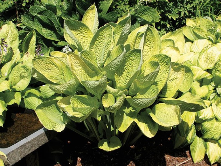 Discover the Hosta of the Year 2018 - Laidback Gardener