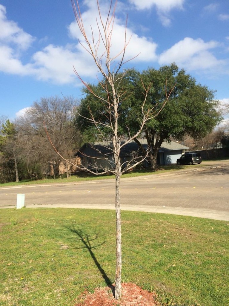Scratch Your Tree to See If It’s Alive - Laidback Gardener
