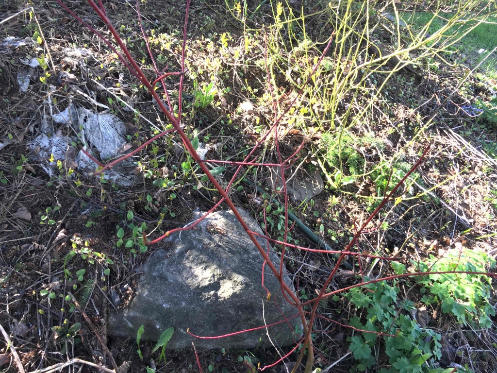 When Stems Change Color - Laidback Gardener