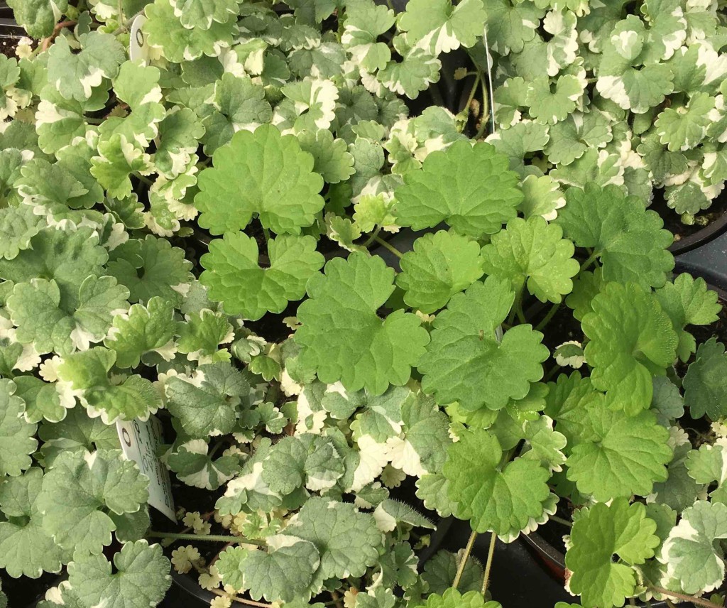 When Stems Change Color - Laidback Gardener