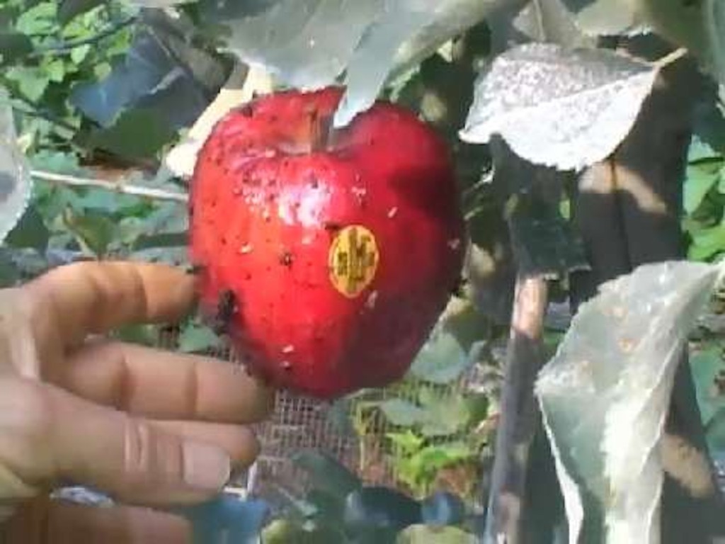 Sticky Trap Using a Real Apple - Laidback Gardener