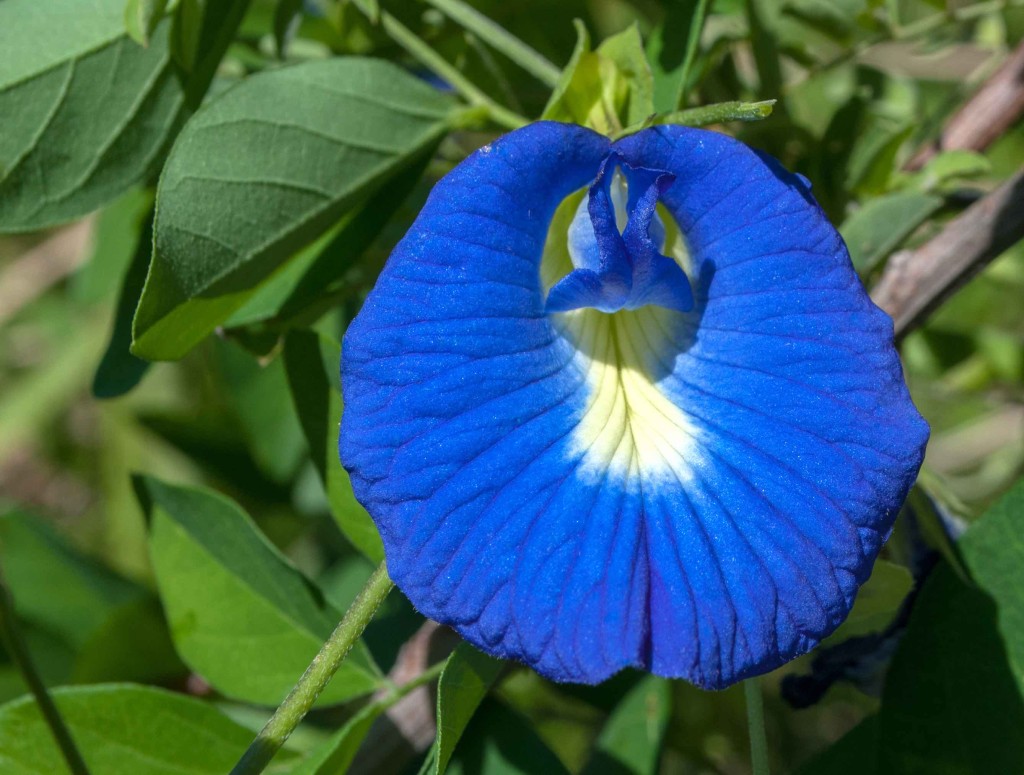 Oh la la! Plants With Suggestive Names - Laidback Gardener