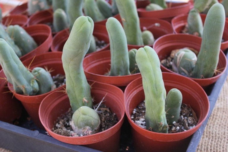 Oh la la! Plants With Suggestive Names - Laidback Gardener