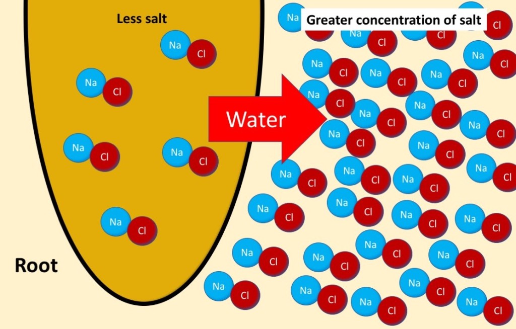 Garden Myth: Salt Makes a Good Weed Killer - Laidback Gardener