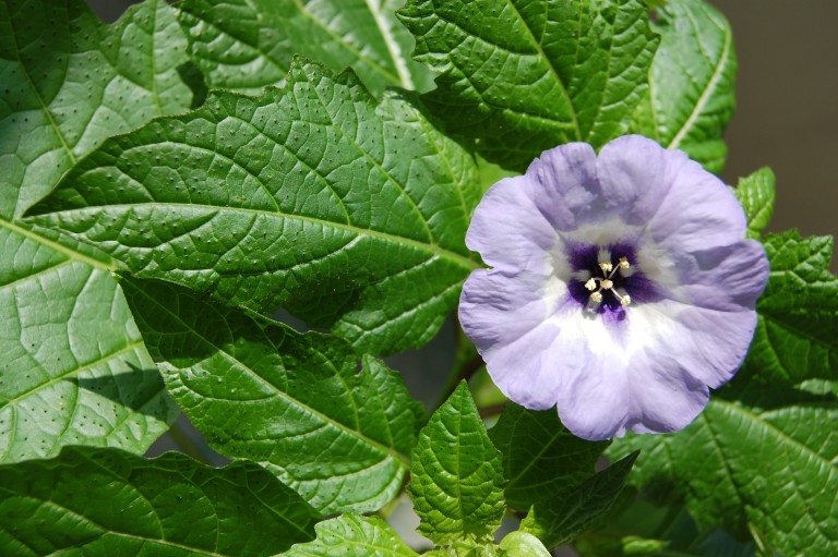 The Shoo-Fly Plant: The Most Beautiful Annual You Never Planted ...