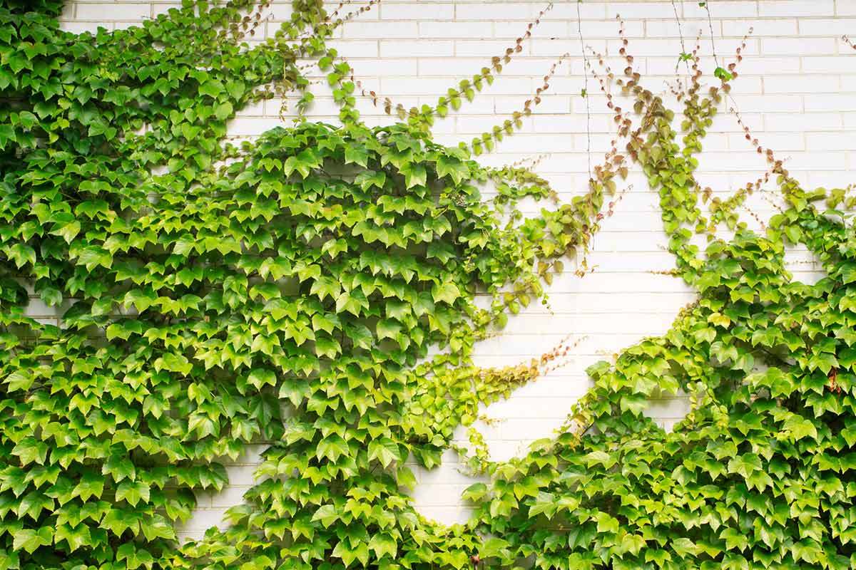 Best Ivy For Climbing Walls At Alexander Hickson Blog Best Ivy For Climbing Walls At Alexander Hickson Blog