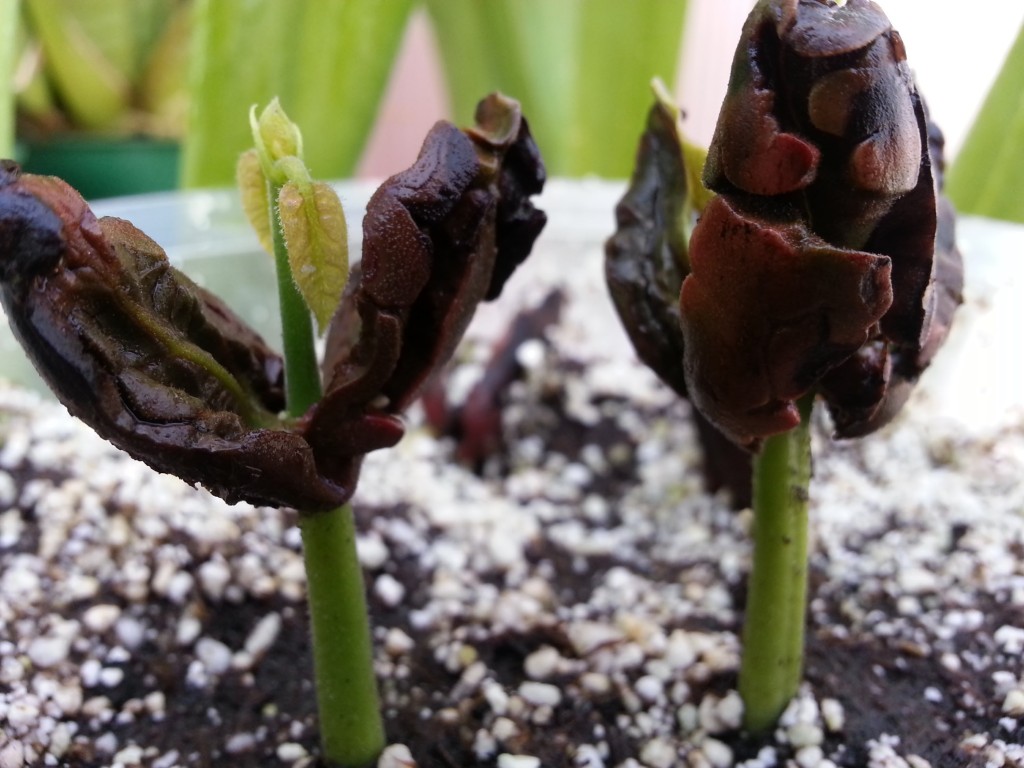 Can You Grow Your Own Chocolate? - Laidback Gardener