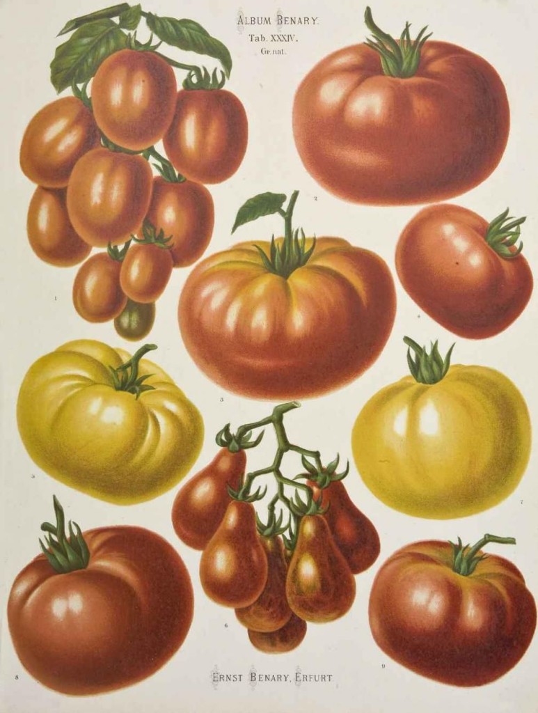 Benary: 175 Years of Seeds - Laidback Gardener
