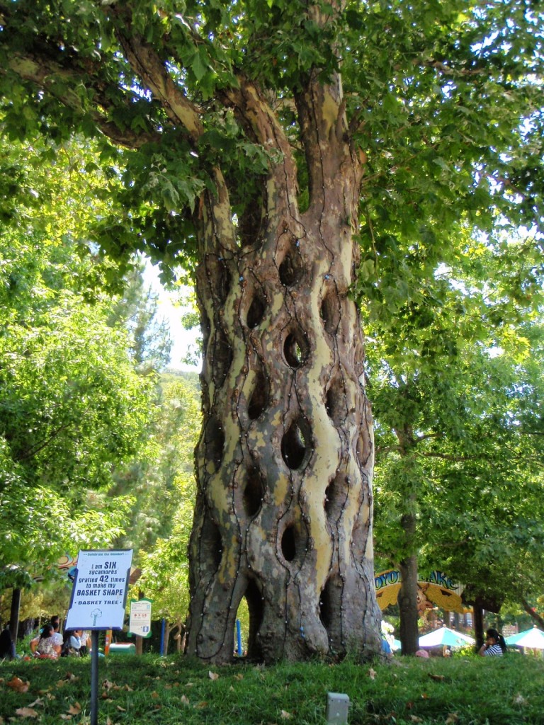 The Fabulous Tree Circus - Laidback Gardener