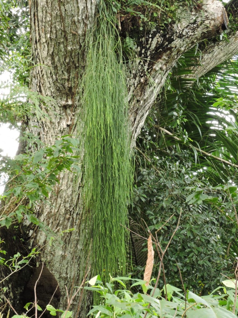 The Cactus That Traveled the Globe - Laidback Gardener