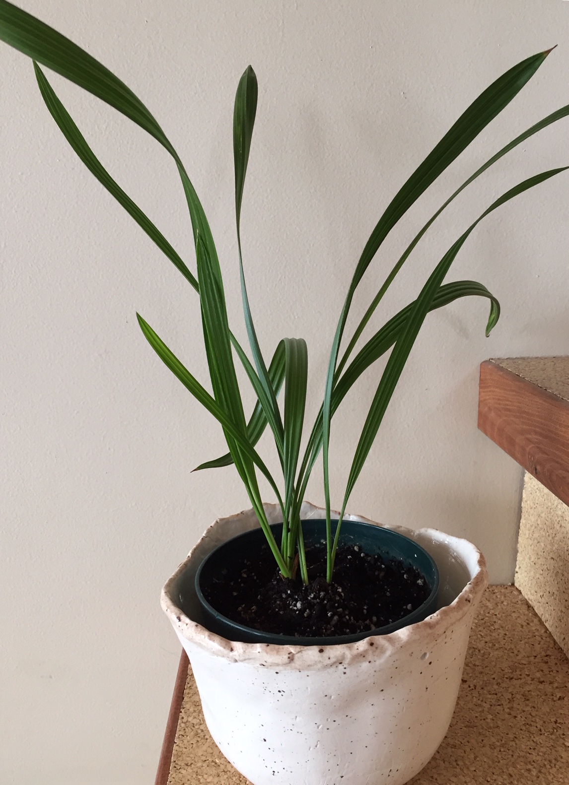 Can I Grow a Date Tree From a Date? - Laidback Gardener