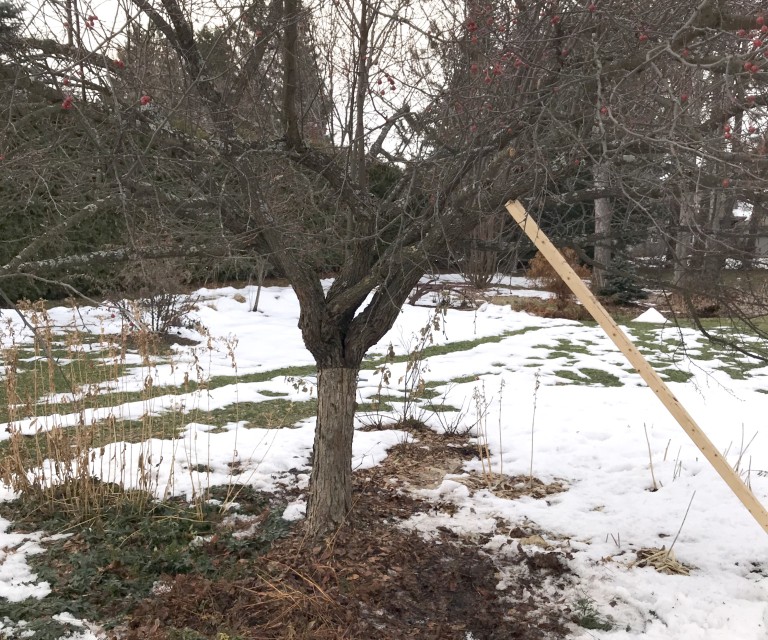 How to Fix a Broken Branch - Laidback Gardener