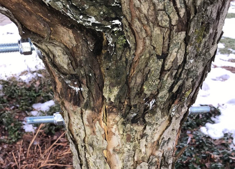 How to Fix a Broken Branch - Laidback Gardener