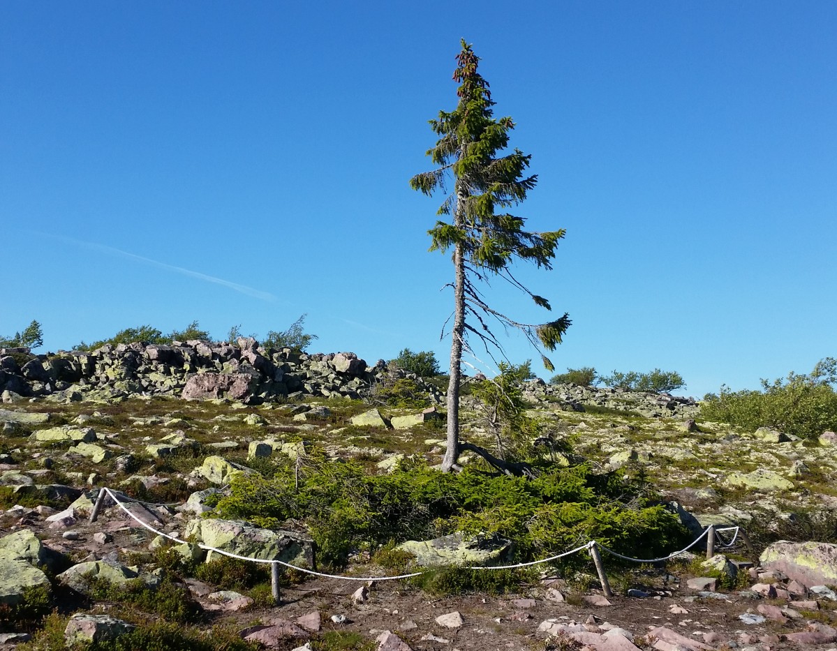 The World’s Oldest Plants - Laidback Gardener