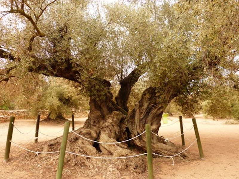 The World’s Oldest Plants - Laidback Gardener