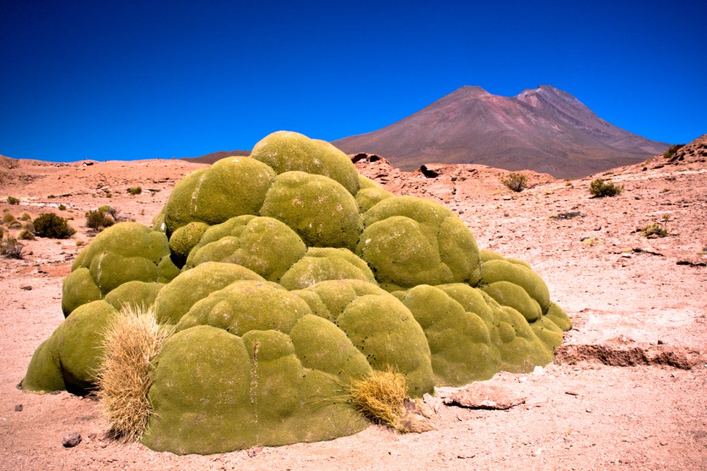 The World’s Oldest Plants - Laidback Gardener