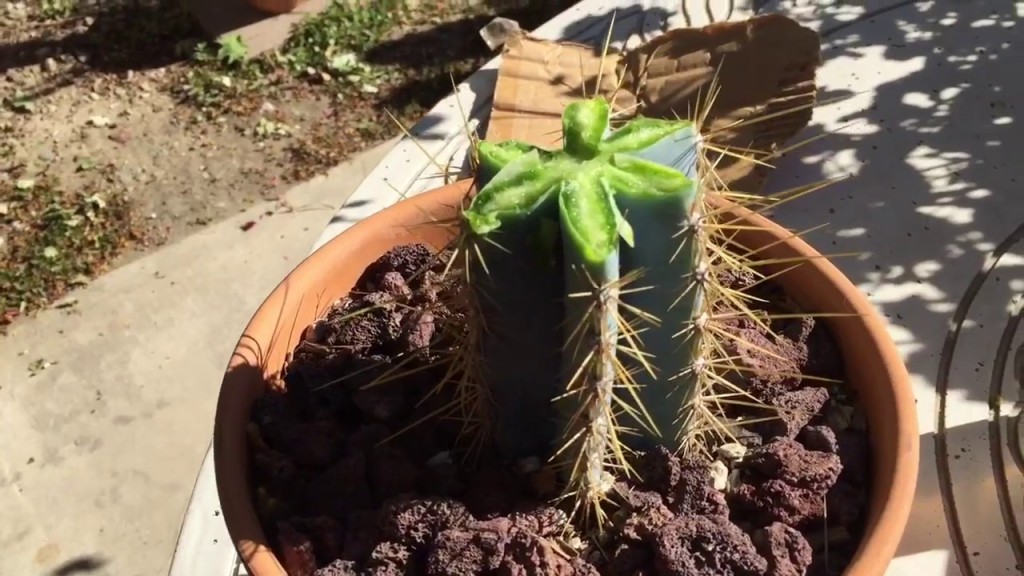 How to Save a Rotting Cactus - Laidback Gardener