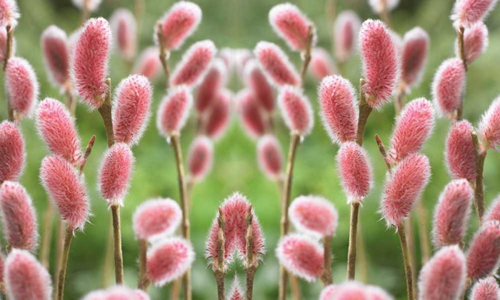 Pussy Willows The First Flowers Of Spring Laidback Gardener