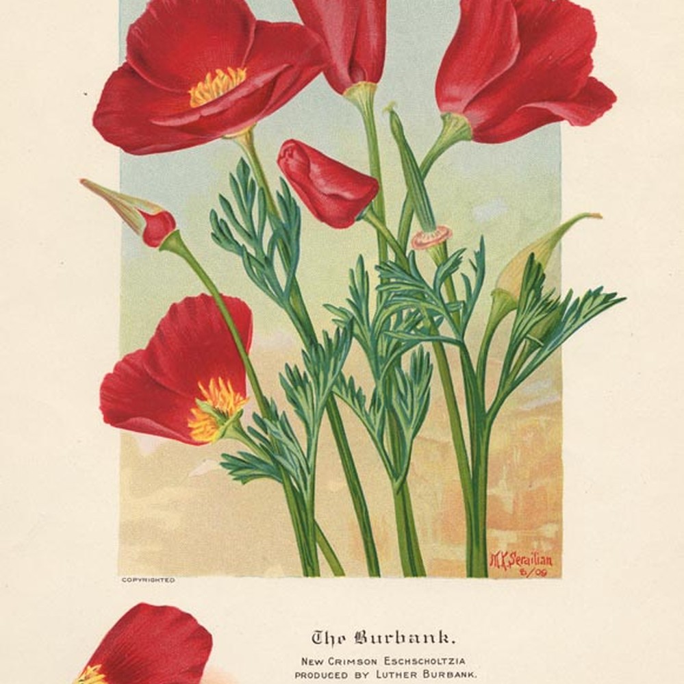 Luther Burbank The Plant Wizard Laidback Gardener