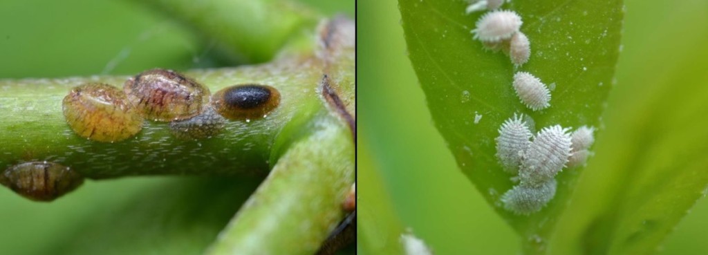 Sticky Leaves? Look Up! - Laidback Gardener