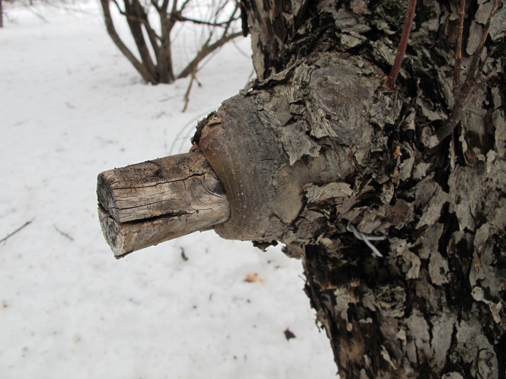 Save A Tree: Say No to Topping! - Laidback Gardener