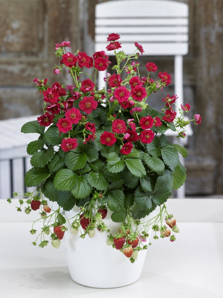 New Plants for 2019 - Laidback Gardener