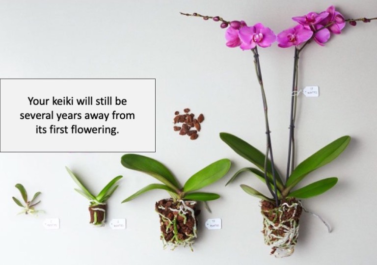 When an Orchid Produces a Baby - Laidback Gardener