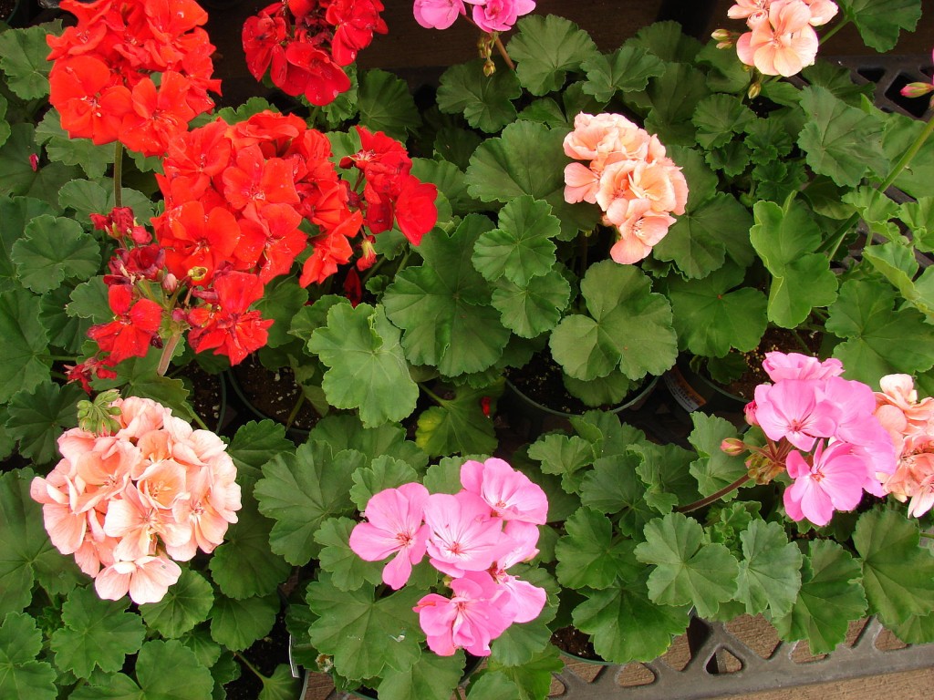 When Pelargonium Leaves Turn Yellow - Laidback Gardener