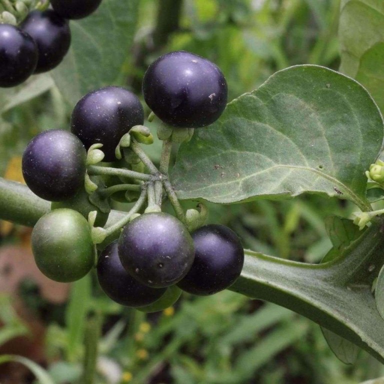 The Mystery Behind the Garden Huckleberry - Laidback Gardener