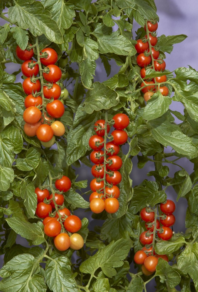 Tommacio™: Sweet Raisin Tomatoes - Laidback Gardener