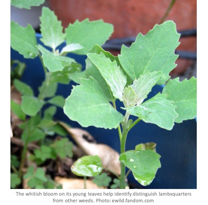Lambsquarters: Edible, But Don’t Let It Near Your Veggies! - Laidback ...