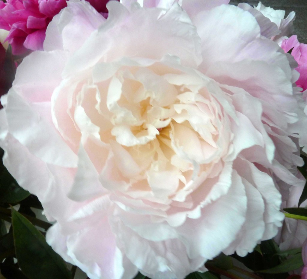 Peonies That Make Scents - Laidback Gardener