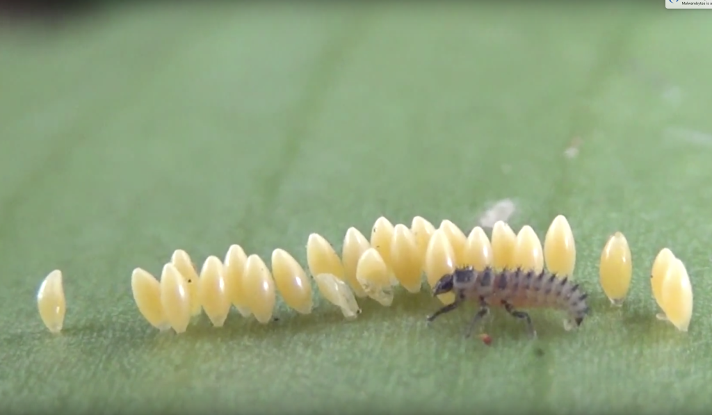 20 Surprising Facts About Ladybugs - Laidback Gardener