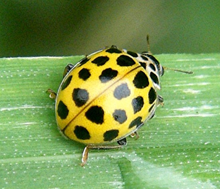 20 Surprising Facts About Ladybugs - Laidback Gardener