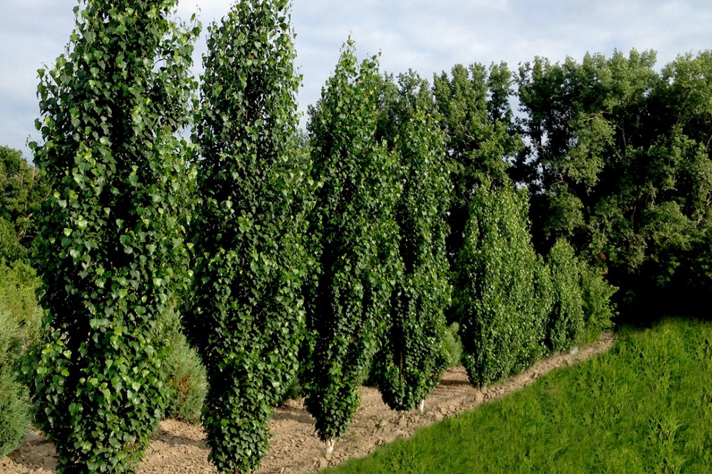 Narrow Trees for Small Spaces - Laidback Gardener