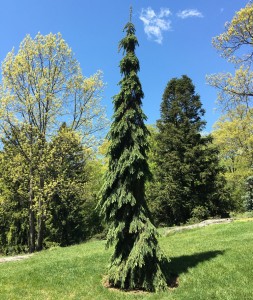Narrow Trees for Small Spaces - Laidback Gardener