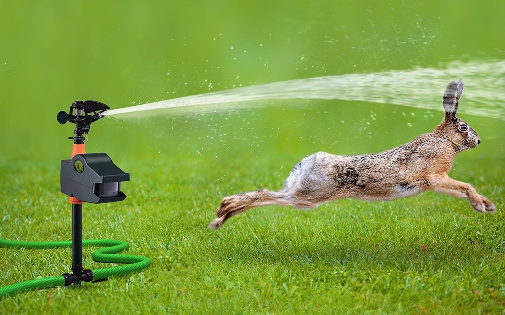 When Bunnies Aren’t So Funny: Rabbits in the Garden - Laidback Gardener